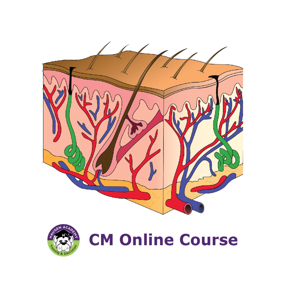 Disease of the Skin and Subcutaneous Tissues